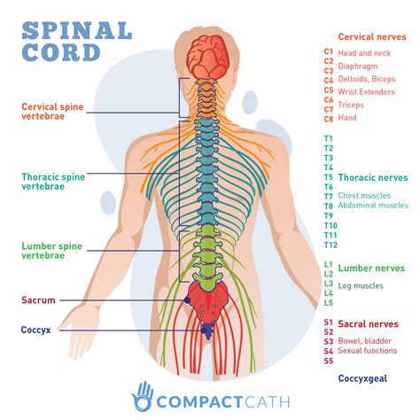 Spinal Cord LOGO CompactCath