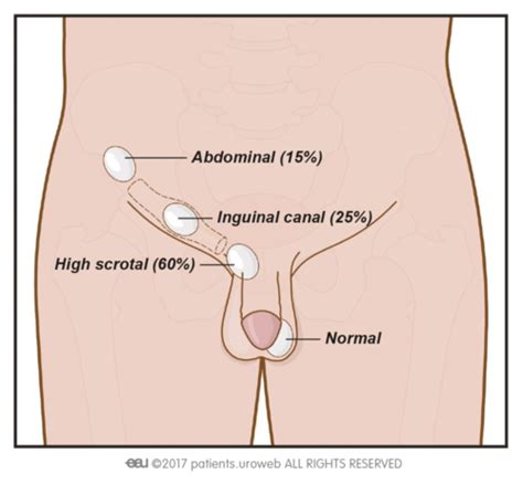 Reproductive Flashcards Quizlet Reproductive Flashcards Quizlet