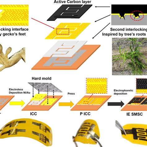 Mechanism Of The Two Level Interlocking Structures A The Schematic Download Scientific