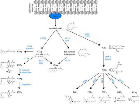 Eicosanoids Concise Medical Knowledge
