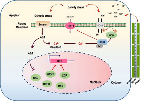 Conceptual Model Of Salt Overly Sensitive Sos Pathway The High Salt
