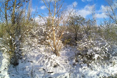 겨울 자연 감기 Pixabay의 무료 사진