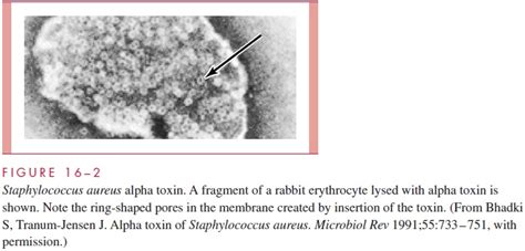 Toxins And Biologically Active Extracellular Enzymes Staphylococcus Aureus