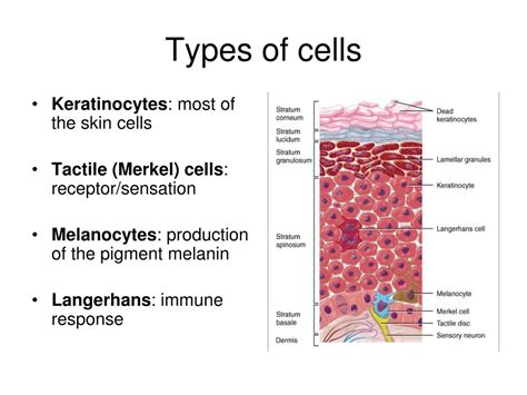 Structure Of Human Skin And Cell Types In Epidermis And
