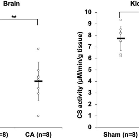 Results Of Citrate Synthase Activity Assay Comparing Isolated