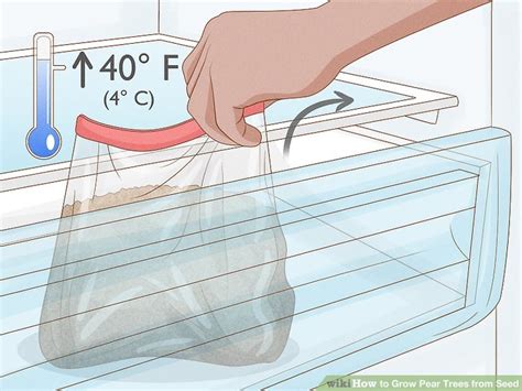 How To Grow Pear Trees From Seed With Pictures WikiHow