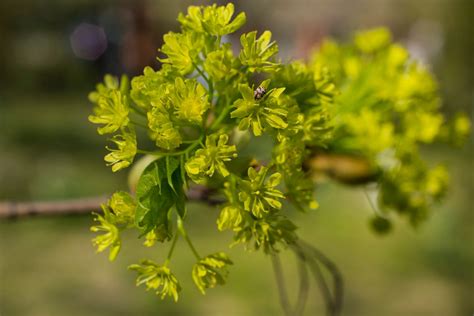 Monophyletic Definition And Examples Biology Online Dictionary