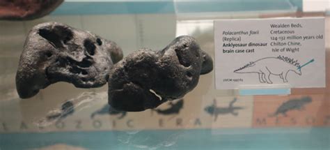Polacanthus Fossils On Display At A Museum