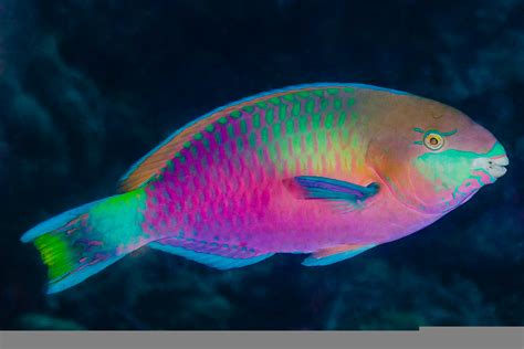 Rainbow Parrotfish Habitat
