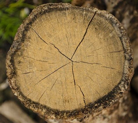 Premium Photo Cracks In The Oak Stump