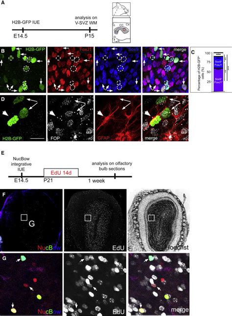 Radial Glial Cells Generate Ependymal Cells And Adult Neural Stem Cells Download Scientific