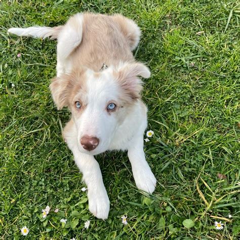 Zeus Border Collie Booking La Pata Marketing