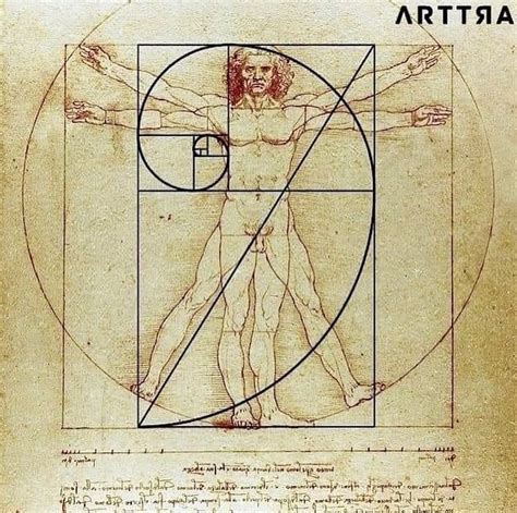 Secuencia De Fibonacci En El Cuerpo Humano La Secuencia De Fibonacci