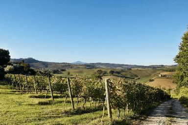 Cantina Dericci Italienische Weine Preisliste Vinellohu