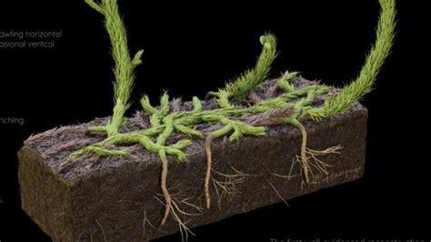 Scientists Reconstruct First Evolved Plant Roots Using Million Year Old Fossil Buzz News