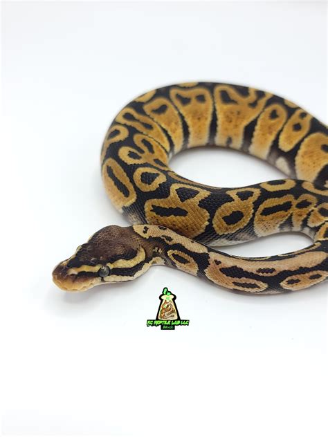 Furrow Citrus Pastel Ball Python By Kc Reptile Lab Llc Morphmarket