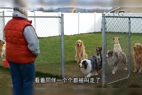 狗狗排队吃饭排在最后的一只竟然不乐意了下一秒笑出猪叫声 叫声 狗狗