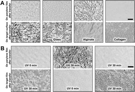 Target Surface Optimization For Cell Transfer A Various Target