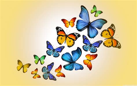 خلفيات الفراشات الملونة اجمل صور الفراشات المتنوعة 2025 Butterflies