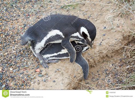 Penguins Sex Stock Image Image Of Vacations Scenics 11879767