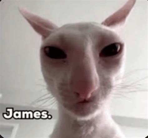 James Cat Meme James Cat Sphynx Cat Discover And Share S