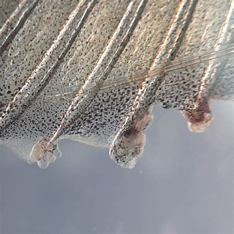 Lymphocystis • Think Smart Think Esha