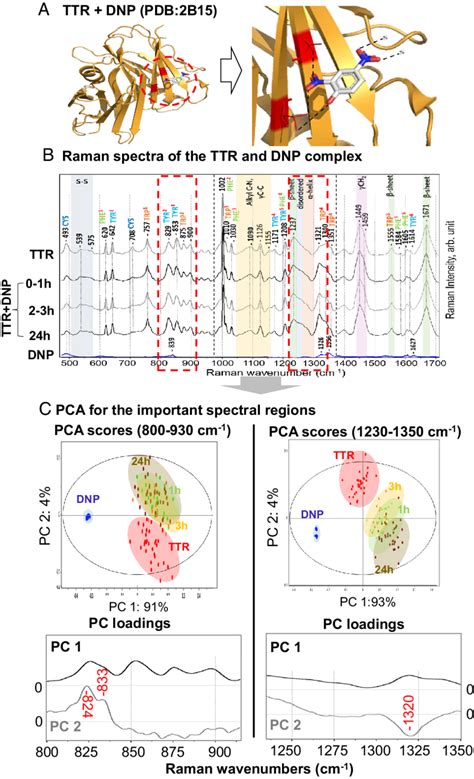 A Molecular Structure Of The Ttr Orange Dnp White Nitrogen Download Scientific Diagram