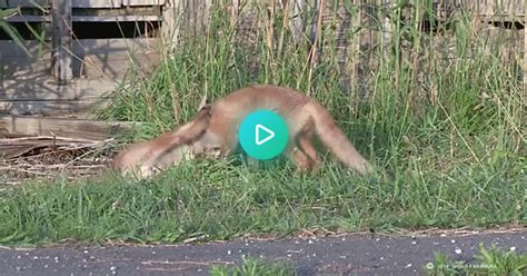 Foxy Foxy Foxes  On Imgur