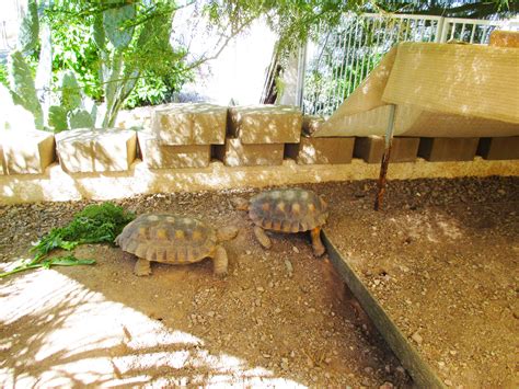 Desert Tortoise Habitat Outdoor