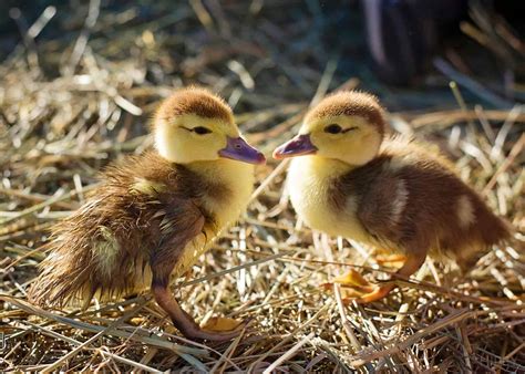 The Muscovy Duck Breed On The Homestead