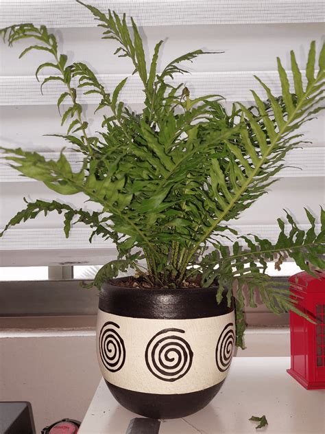 Help A Beginner Pls Rhouseplants