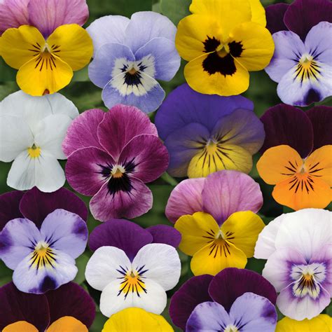 Viola Cornuta Sorbet Spring Select Mix Xp Lucas Greenhouses