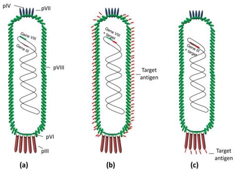 Bacteriophage Envelope