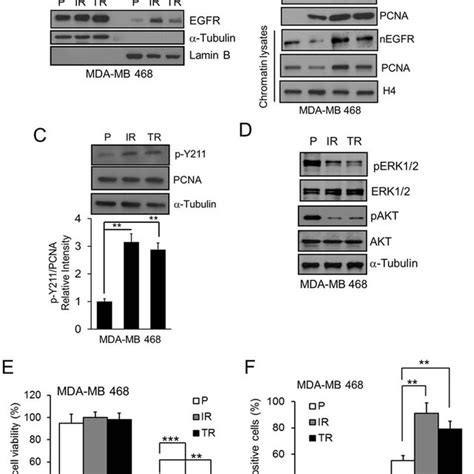 A Proposed Model Of Cppp In Tnbc Treatment The Schematic Illustrates Download Scientific