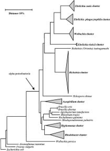 Phylogeny Of Representatives Of The Alpha Proteobacteria Based On 16s
