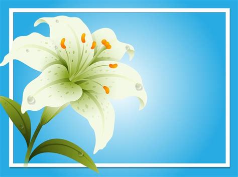 Lily Border Vector Art Icons And Graphics For Free Download