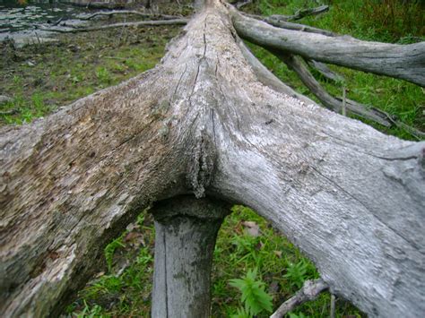 Tree Sex By Daftbrian On Deviantart