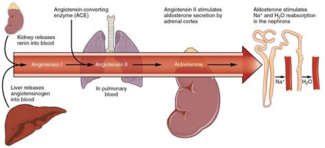 Electrolyte Balance Anatomy And Physiology Ii
