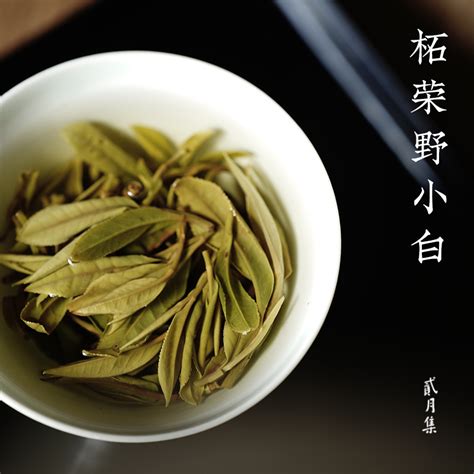 柘荣高山白茶 高山白茶 大山谷图库