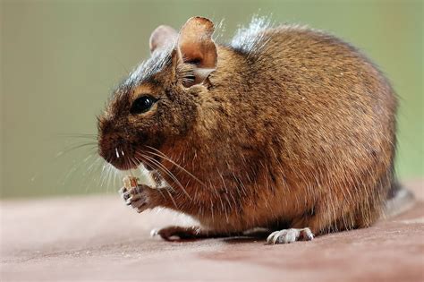 Degu Learn About Nature