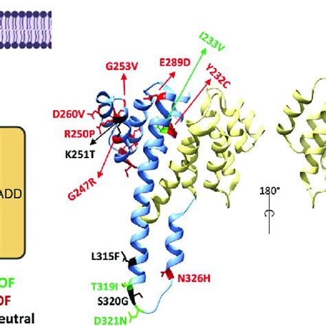 Schematic Representation Of Fas Synthetic Receptor And Snps Download Scientific Diagram
