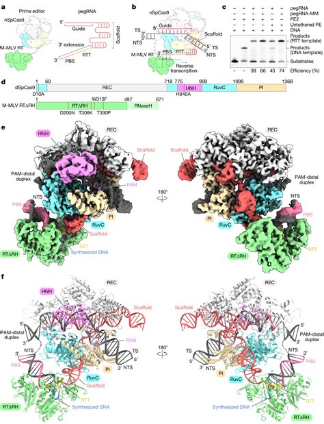 Particle News Scientists Map Structure And Function Of Advanced Gene