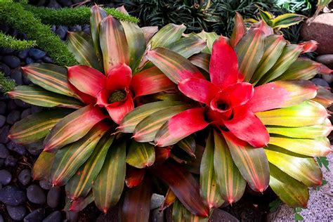 Bromeliad Growing Guides Tips And Info Gardeners Path