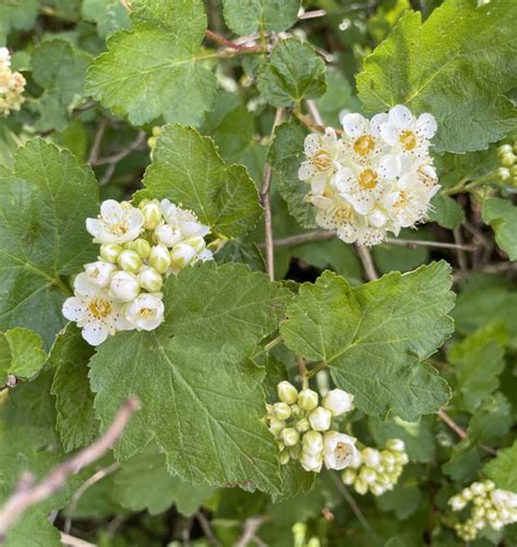 Wasatch Wildflowers Mallow Leaf Ninebark Physocarpus Malvaceus