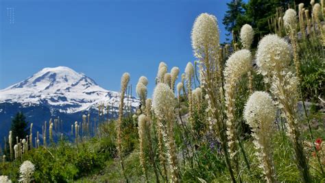 Bear Grass In Flower Arrangements