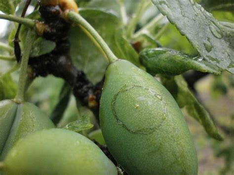 Струпясване и брашнеста мана Български Фермер