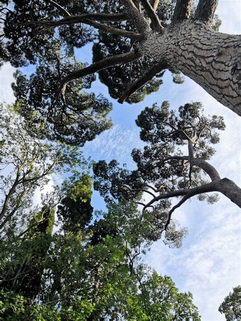 가지 고요함 구름 나무 나무 줄기 나무 캐노피 낮은 각도의 시야 높은 높이 로우 앵글 샷 무성한 단풍 삼림지대 생태 생태계 성장 수직 쐈어 숲