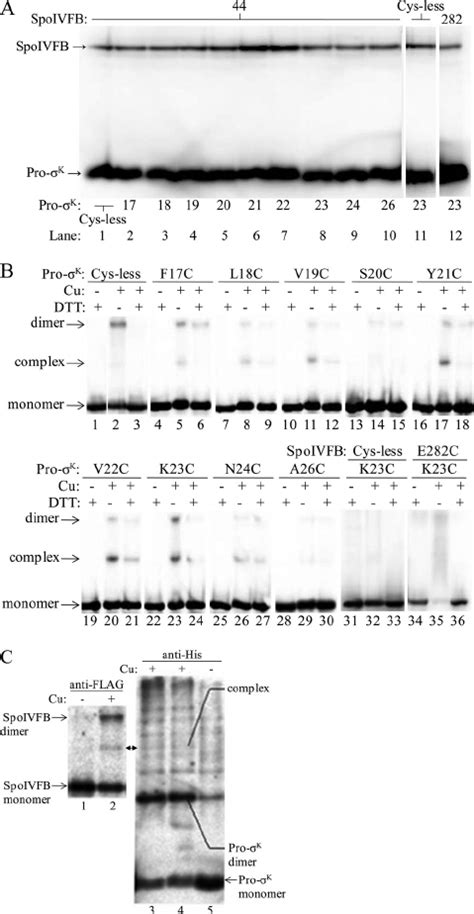 Expression And Disulfide Cross Linking Of Single Cys Spoivfb E44c Download Scientific Diagram