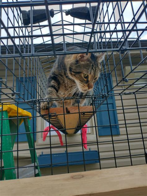 Catio Outdoor Cat Enclosures Cat Runs By Habitat Haven
