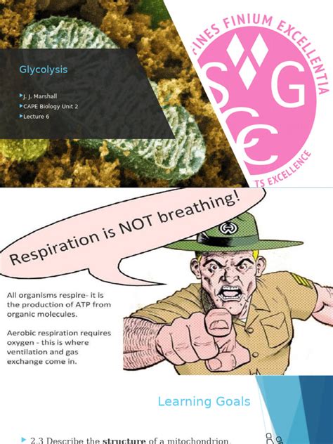 6 Glycolysis And The Link Reaction Pdf